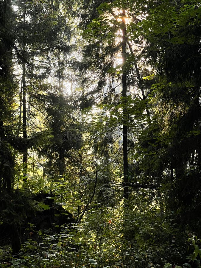 The Sun S Rays Break through the Branches of Trees in the Forest Stock ...