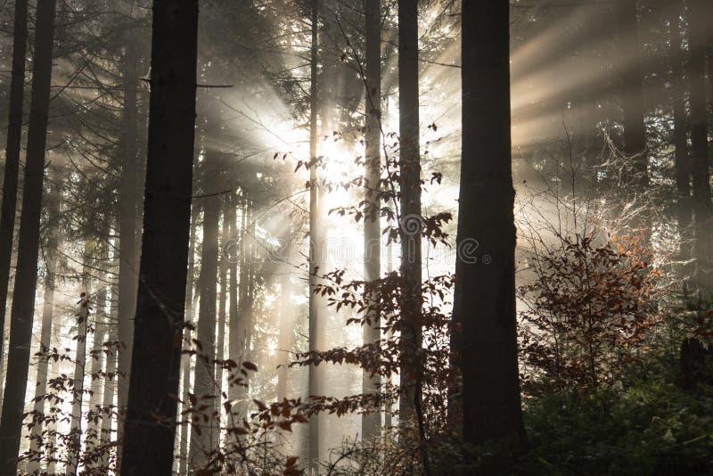 The Sun`s Rays Break through the Fog Stock Photo - Image of puddles ...