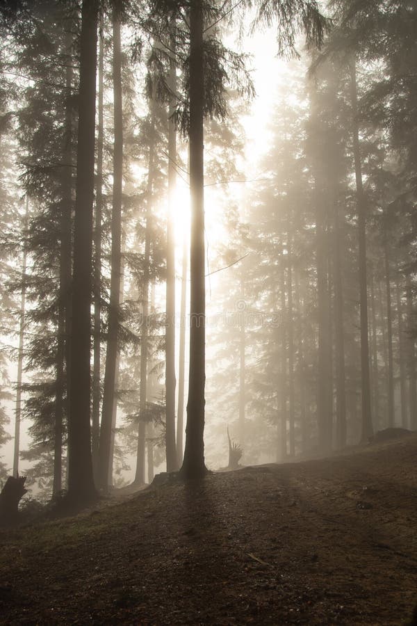 The Sun`s Rays Break through the Fog Stock Image - Image of mysticism ...