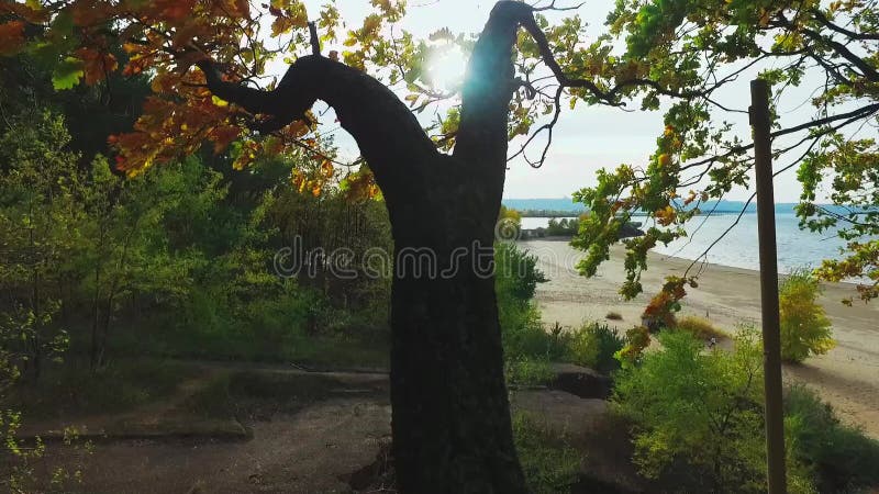 The Sun S Rays Break through the Foliage of Tree Branches. Autumn ...