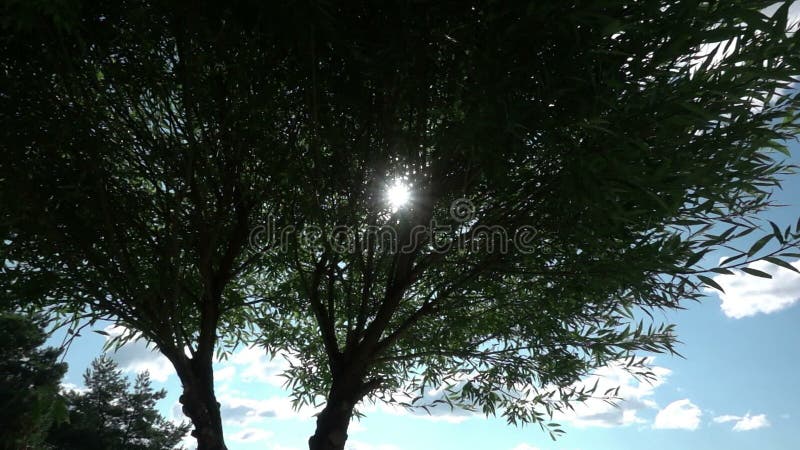 The Sun S Rays Break through the Leaves of a Tree Stock Footage - Video ...