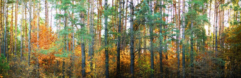 Golden Deciduous Tree stock photo. Image of plant, twig - 34594282