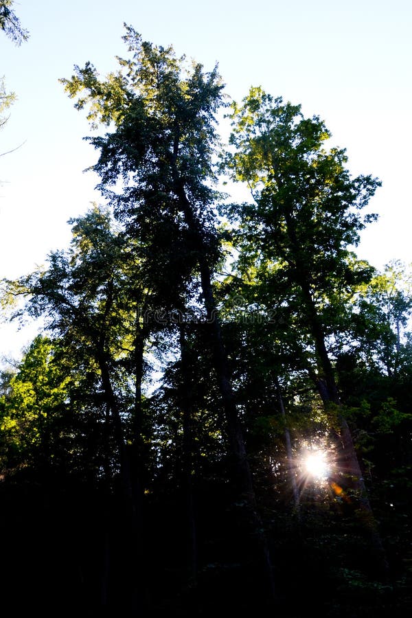 The Sun`s Rays Break through Trees on a Clear Day. Vertical Photo of ...
