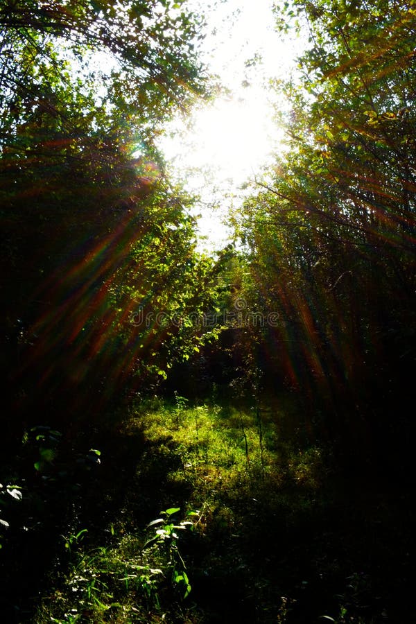 The Sun S Rays Fall on the Path in the Forest Stock Photo - Image of ...