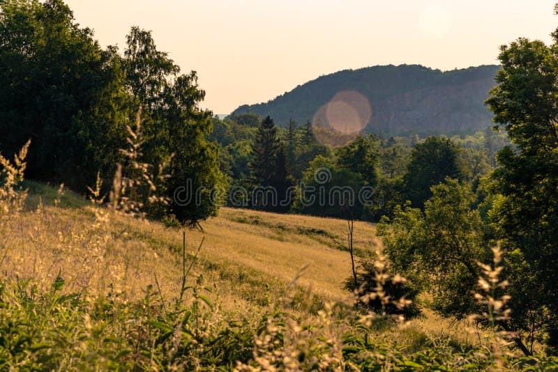 The Sun S Rays Illuminate the Mid-forest Meadow Stock Image - Image of ...