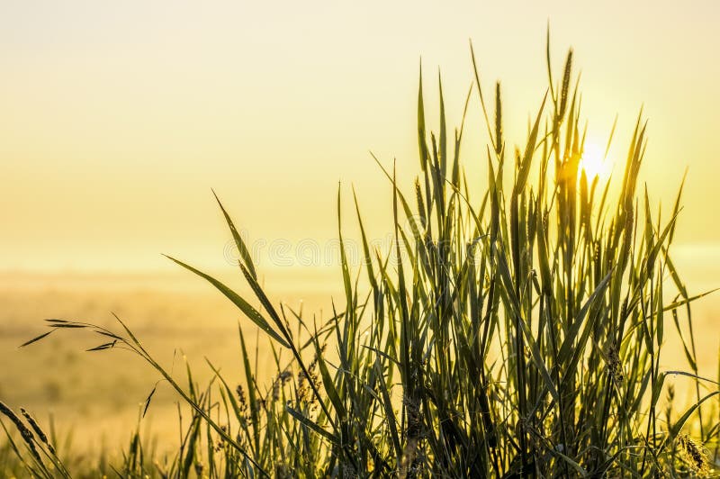The Sun S Rays Make Their Way through the Grass, Dew Stock Image ...