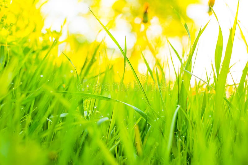 The Sun`s Rays Make Their Way through the Grass with Dew. Stock Image ...