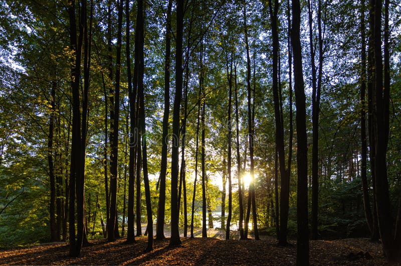 The Sun`s Rays Make Their Way through the Trunks of Trees Stock Photo ...