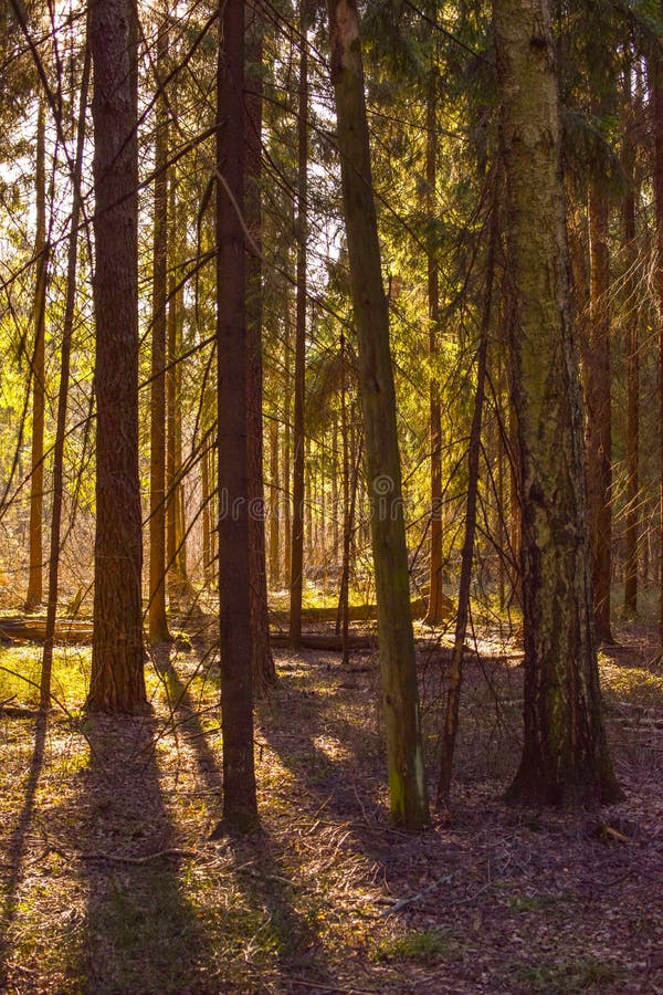 The Sun& X27;s Rays Makes Its Way through the Spring Forest Stock Image ...