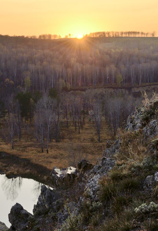 The Sun`s Rays Over the Forest - Vertically Stock Photo - Image of ...