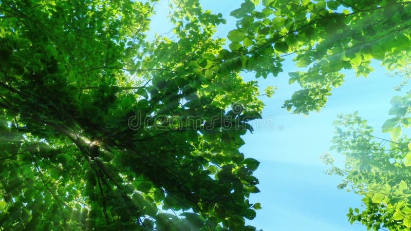 The Sun`s Rays Pass through Trees Stock Video - Video of environment ...