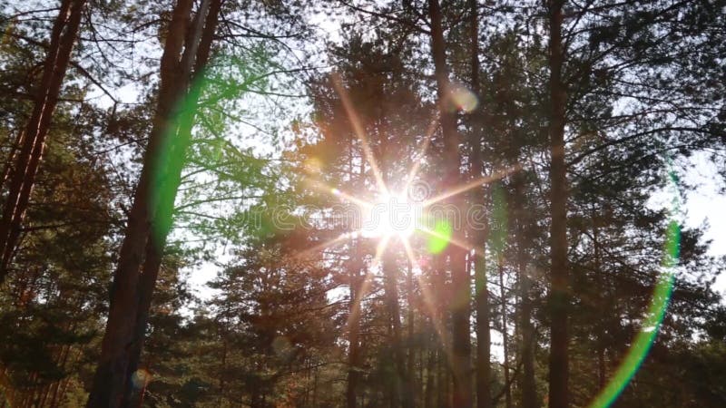 Sun Rays Pass through Trees Stock Footage - Video of beam, background ...