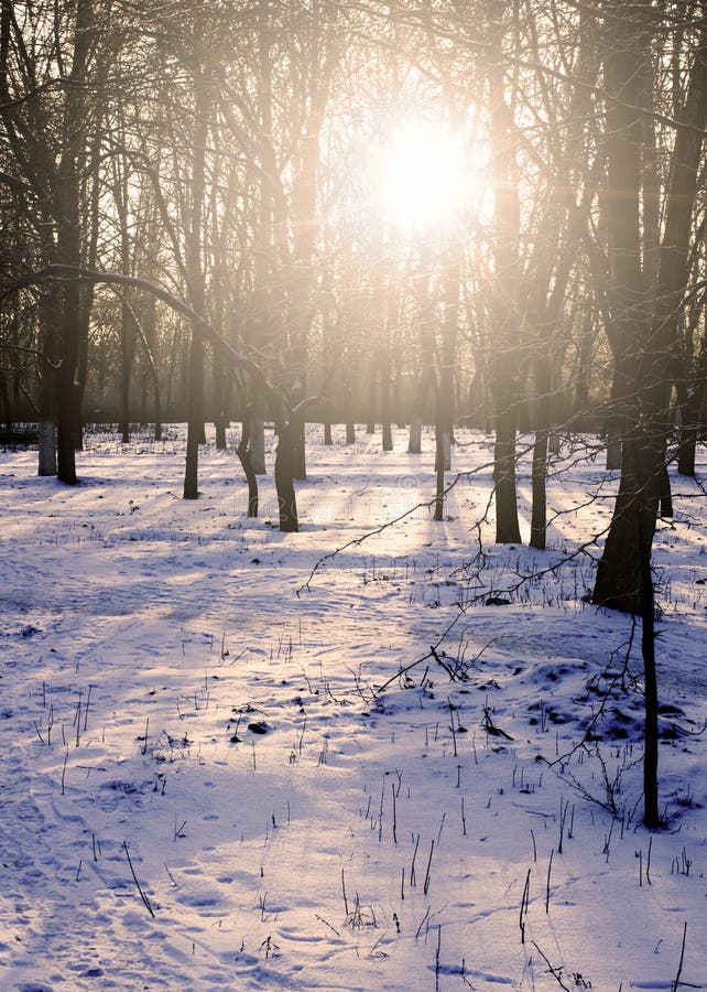 The Sun S Rays Pass through the Trees. Stock Image - Image of winter ...