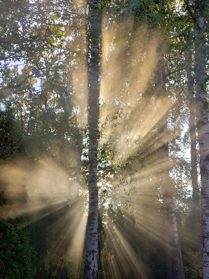 The Sun`s Rays Passing through the Trees Stock Photo - Image of scene ...