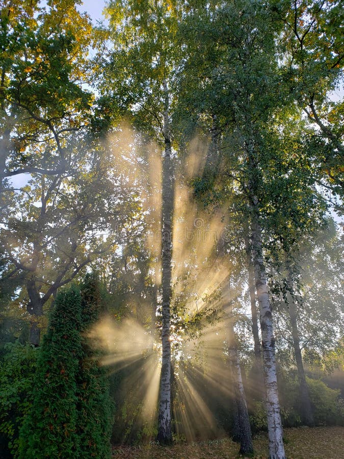 The Sun`s Rays Passing through the Trees Stock Photo - Image of sunny ...