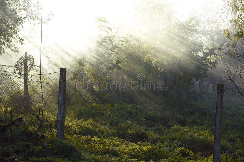 The Sun S Rays Penetrate through the Fog Stock Image - Image of ...