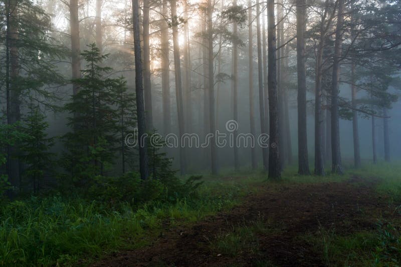 The Sun S Rays in a Pine Forest Stock Image - Image of coniferous ...