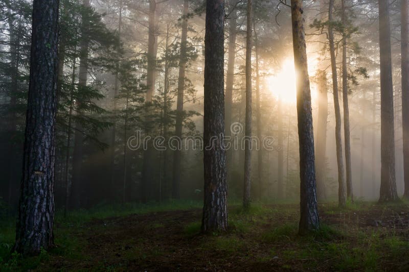 The Sun S Rays in a Pine Forest Stock Photo - Image of dawn, spruce ...