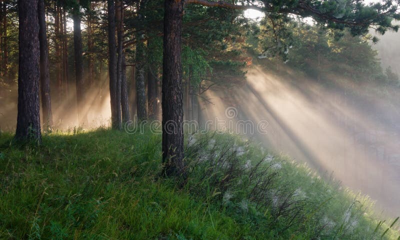 The Sun S Rays in a Pine Forest Stock Photo - Image of mist, light ...