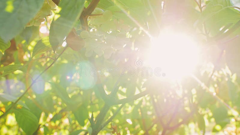Sun Rays through Green Leaves Stock Video - Video of evening, leaves ...
