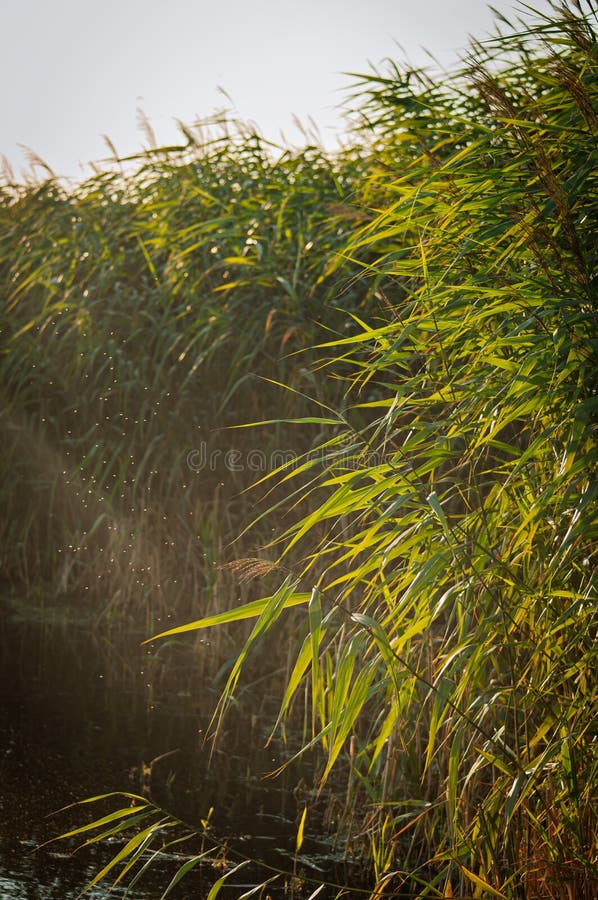 The Sun S Rays Shine on the Reeds Stock Image - Image of grass, nature ...