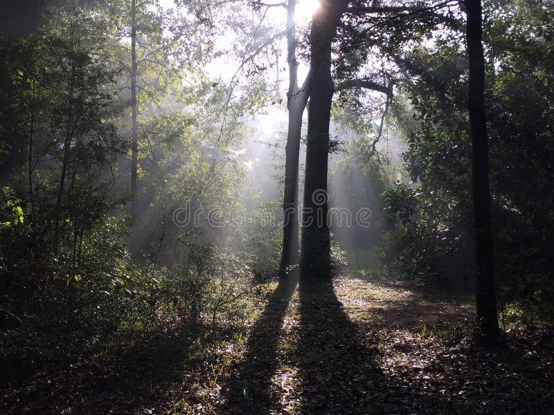 The Sun S Rays Shining through Thick Fog Stock Image - Image of rays ...