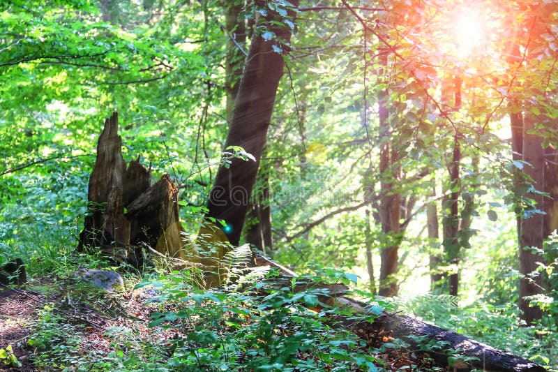 The Sun S Rays in a Summer Wood Thicket Stock Image - Image of park ...