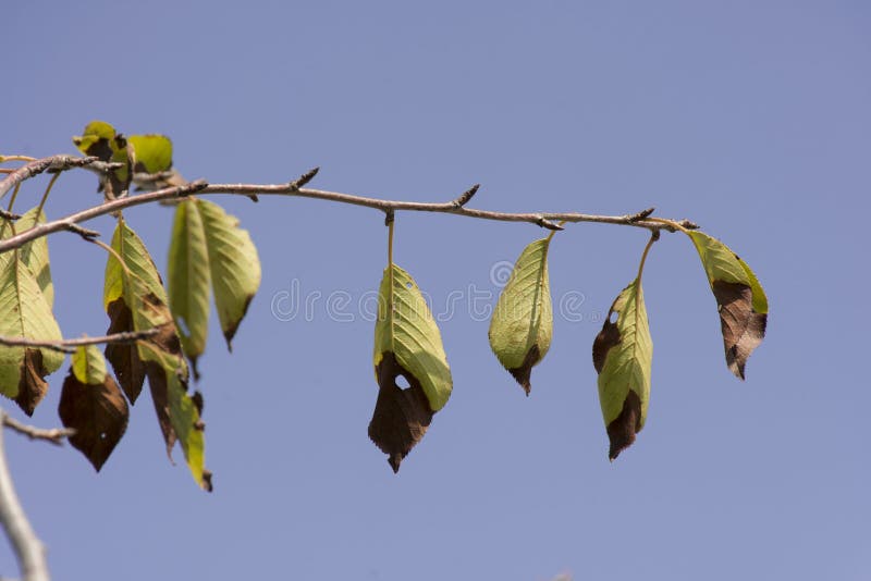 Sun Scorched Leaves - Straight Stock Image - Image of climate, cherry ...
