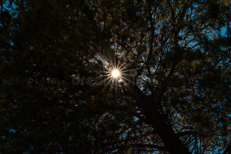 Sun Seen through the Forest of Trees Stock Photo - Image of autumn ...