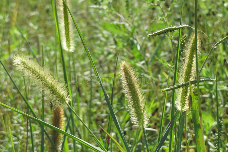 Sun in September grass stock image. Image of autumn - 195831595