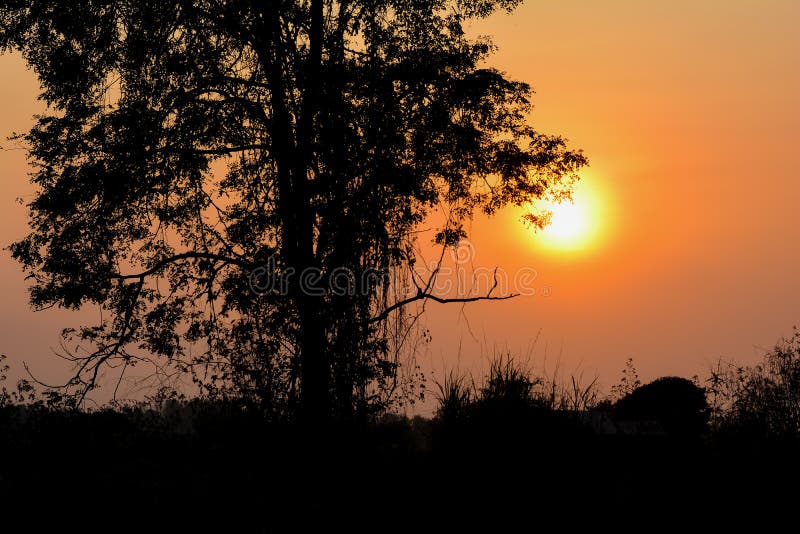 Sun Set Behind the Tree stock image. Image of black, horizon - 40512523