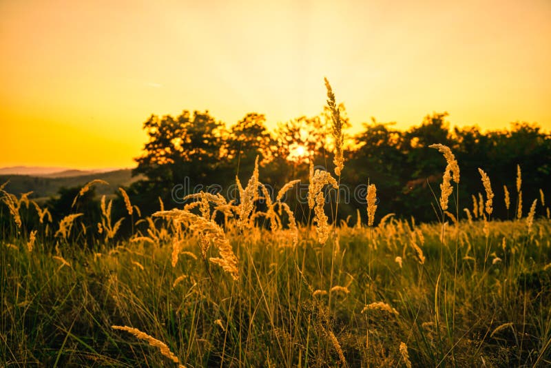 Sunset on field stock image. Image of wilderness, sunset - 109159019