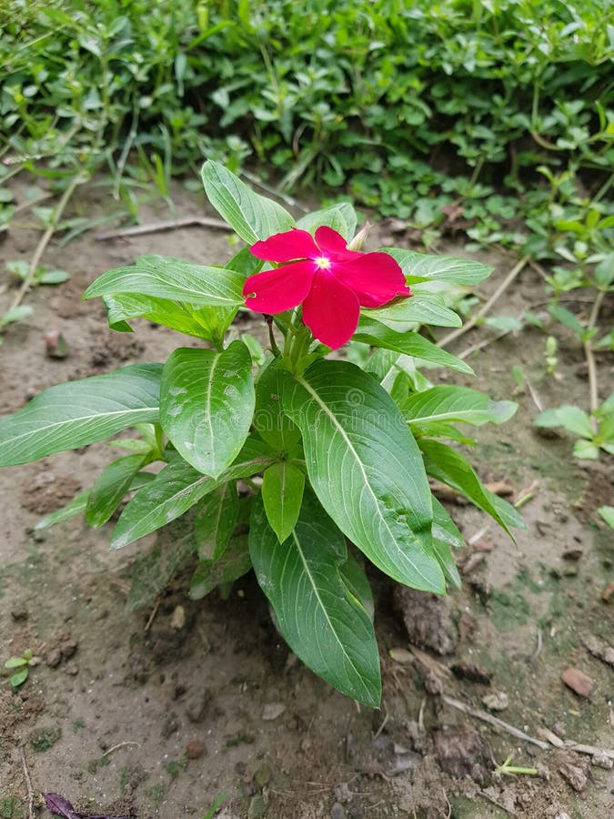 Sun set stock image. Image of flowers, name, tara, noyon - 116927821