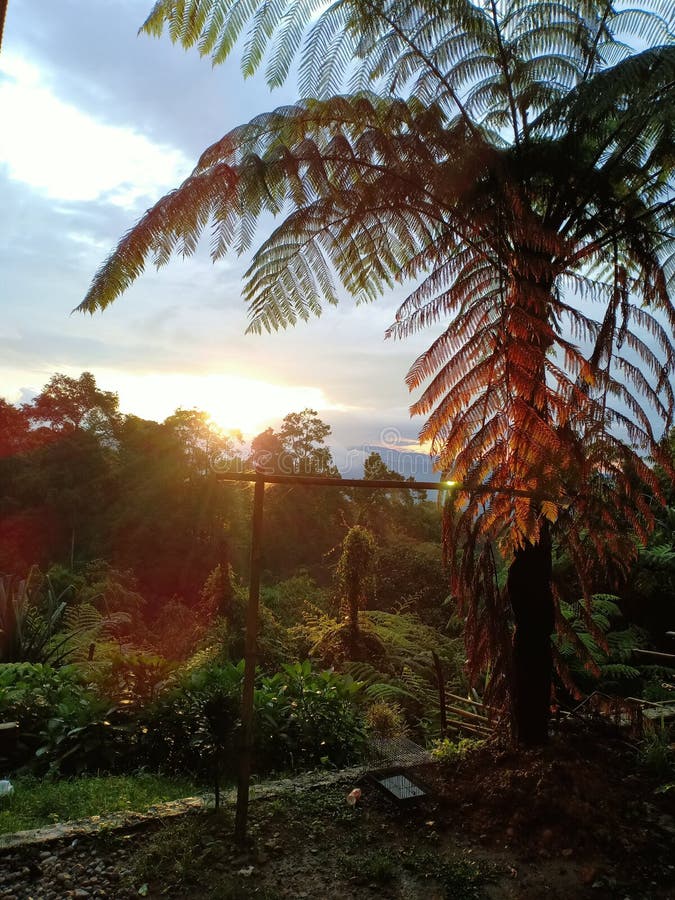 Sun Set Golden Hour Palm Trees Stock Photo - Image of garden, bright ...