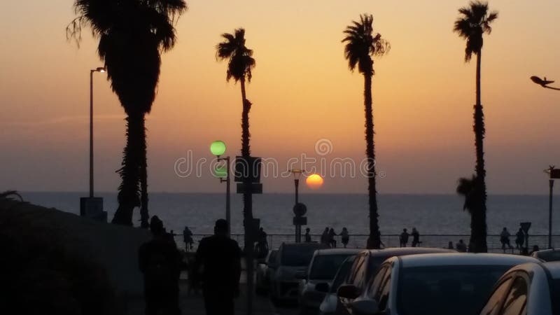 Sun set in Israel stock photo. Image of arecales, tree - 77225694