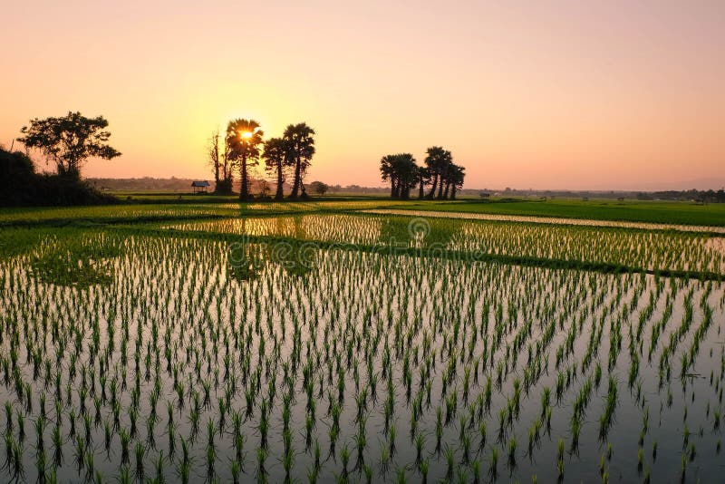 Sun set at rice field stock photo. Image of nature, rice - 86515152