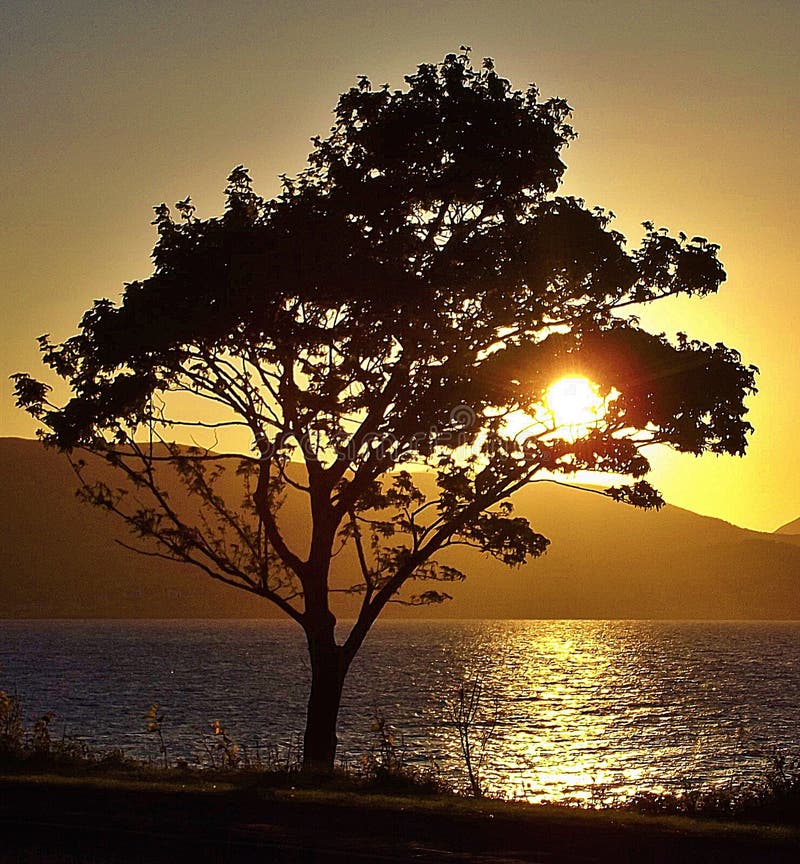 Sun Sets on Another Day stock image. Image of tree, setting - 192085951