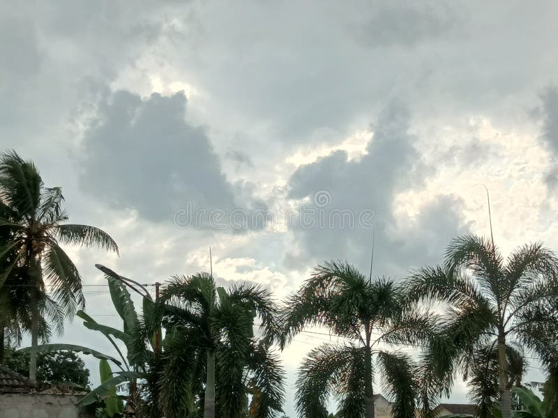 The Sun Sets Behind the Leaves of the Coconut Trees Stock Image - Image ...