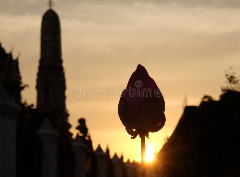 The Sun Sets Behind the Pink Lotus Buds. the Rays of the Setting Sun ...