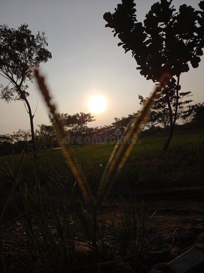 The Sun Sets in the Middle of the Fields and is Supported by Sunny ...