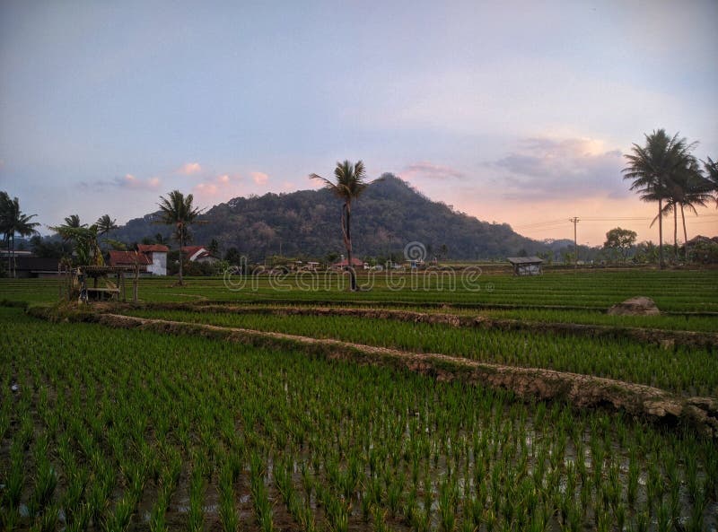The Sun Sets in the Middle of Green Rice Fields, in Midsummer Stock ...