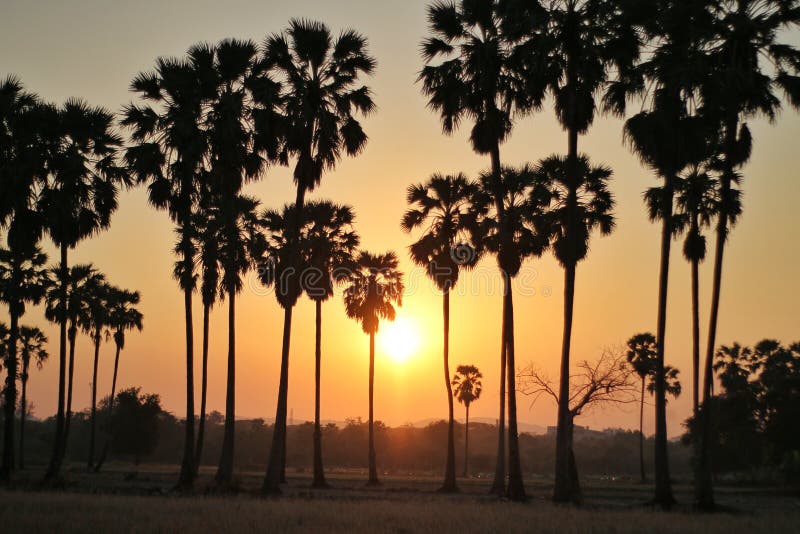 The Sun Sets Over Thung Tan in the Evening Editorial Photo - Image of ...