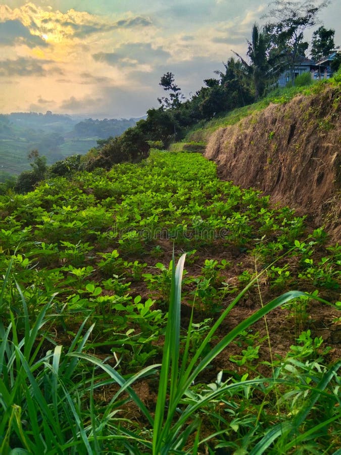 The Sun Sets on a Rice Field Full of Peanuts Stock Photo - Image of ...