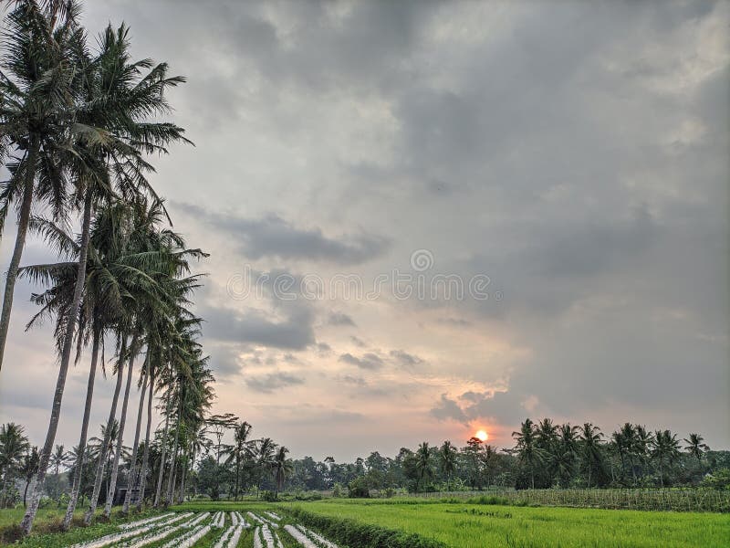 The Sun Sets in the Rice Fields with Views of Coconut Trees and Its ...