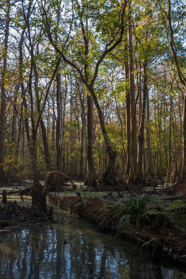 Sun Sets in the Swamp stock image. Image of wilderness - 92487391