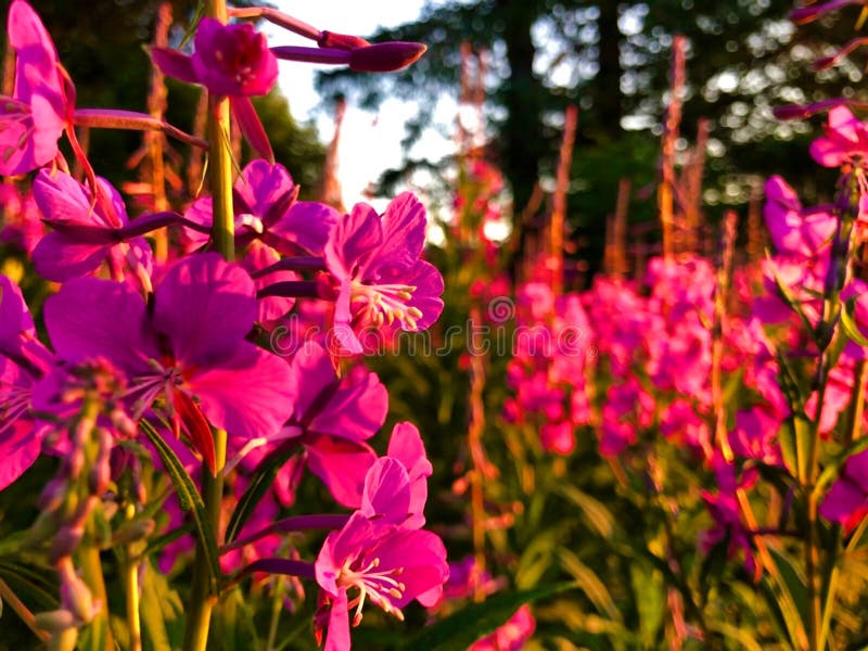 Glowing fireweed stock image. Image of golden, fire - 256860081