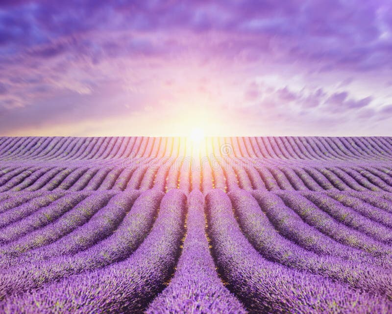Sun setting on hay field stock photo. Image of crop, natural - 15269468