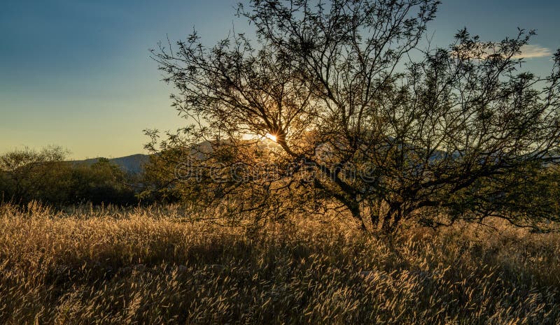 Sun Setting Behind a Mesquite Bush Stock Image - Image of arizona ...
