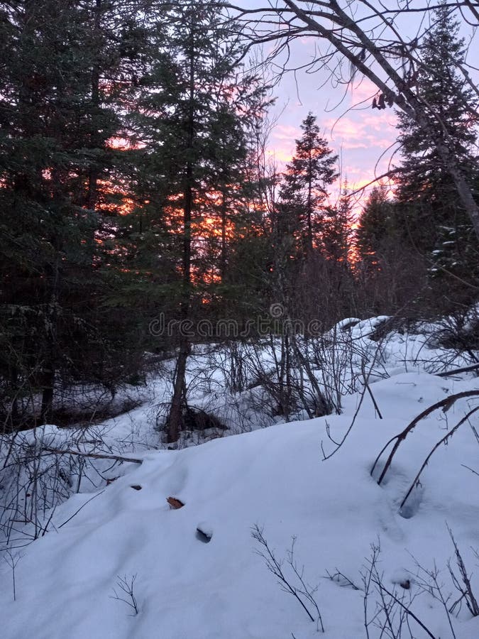The Sun Setting Behind a Snowy Forest Stock Photo - Image of plant ...