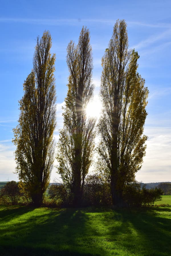 Three Cypress Trees with Low Sun Stock Image - Image of flower, cloud ...